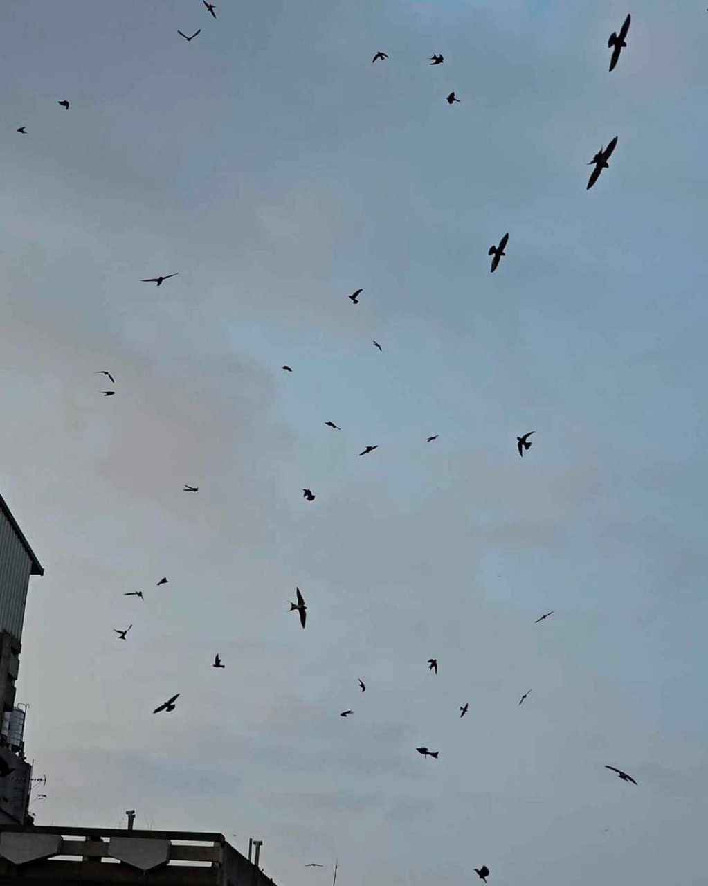 Hình ảnh hàng trăm con chim bay trên bầu trời Gia Nghĩa liệu đây có ...