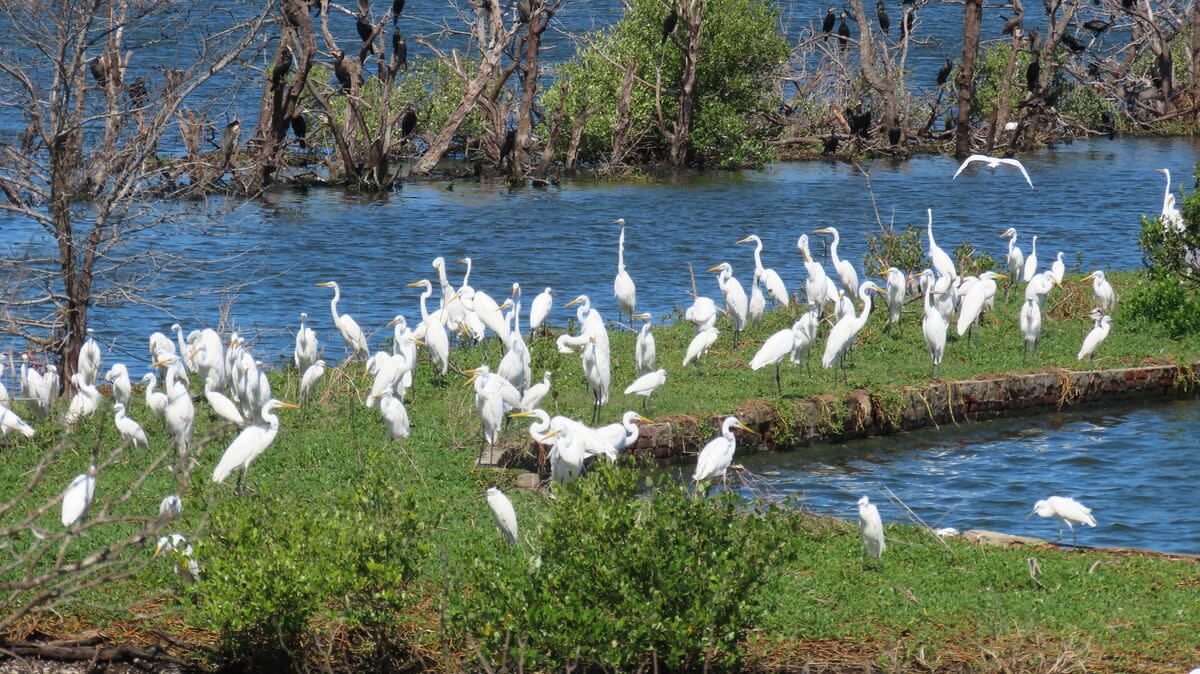 Chim di cư đến! 6 điểm thưởng ngoạn chim ở Gia Nghĩa, Đài Loan. Hơn 200 ...